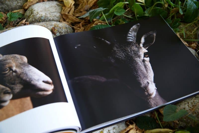 Huellas y Sendas. Fauna en las rutas de senderismo de Alcoy